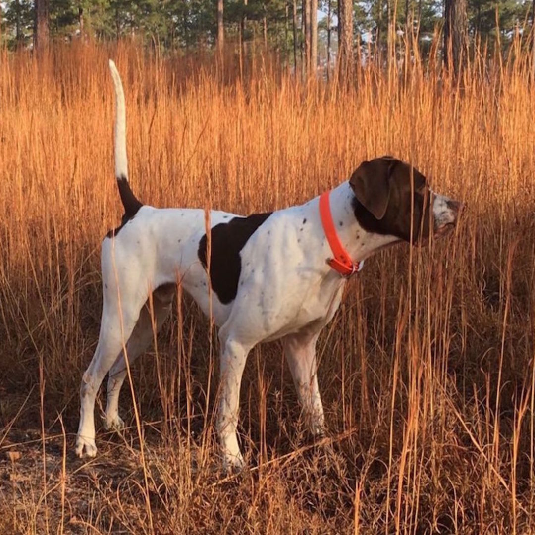 Alabama Quail Hunting at Pine Ridge Plantation